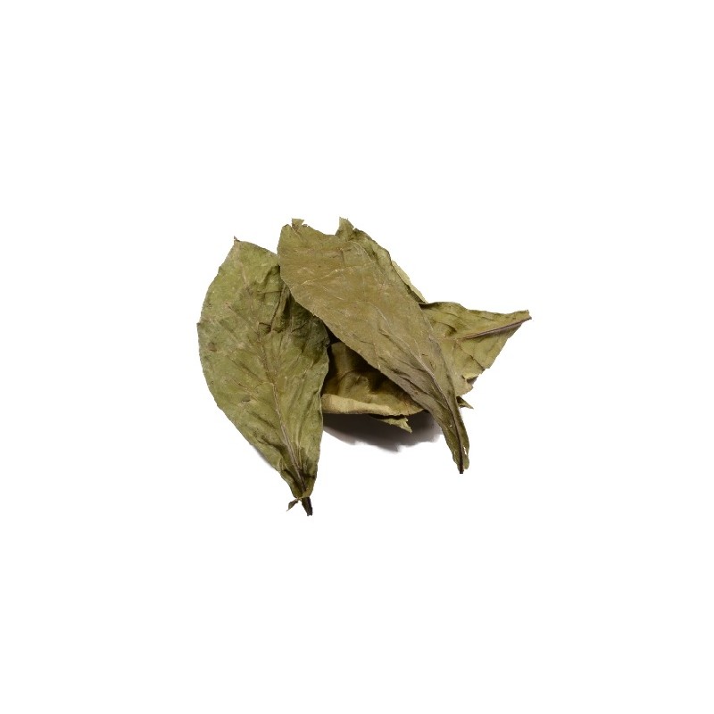 Chacruna (Psychotria viridis)